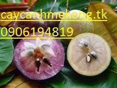 Các Loại Giống Cây Ăn Trái, Cây Ăn Trái Cổ Thụ Thích Hợp Trồng Làm Cảnh