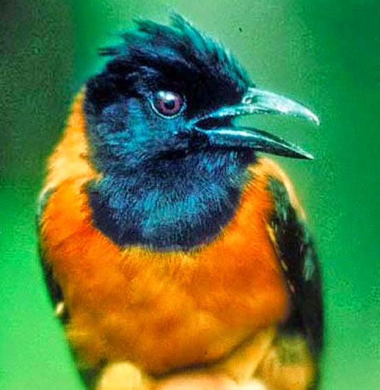 Lumea necuvantatoarelor: hooded pitohui- Pitohui cu gluga ( Pitohui ...