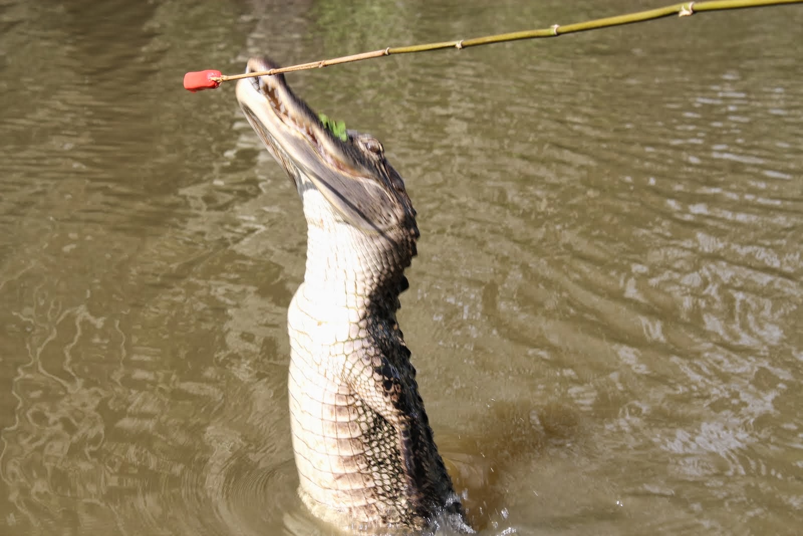 Here and There: LIFE ON THE BAYOU