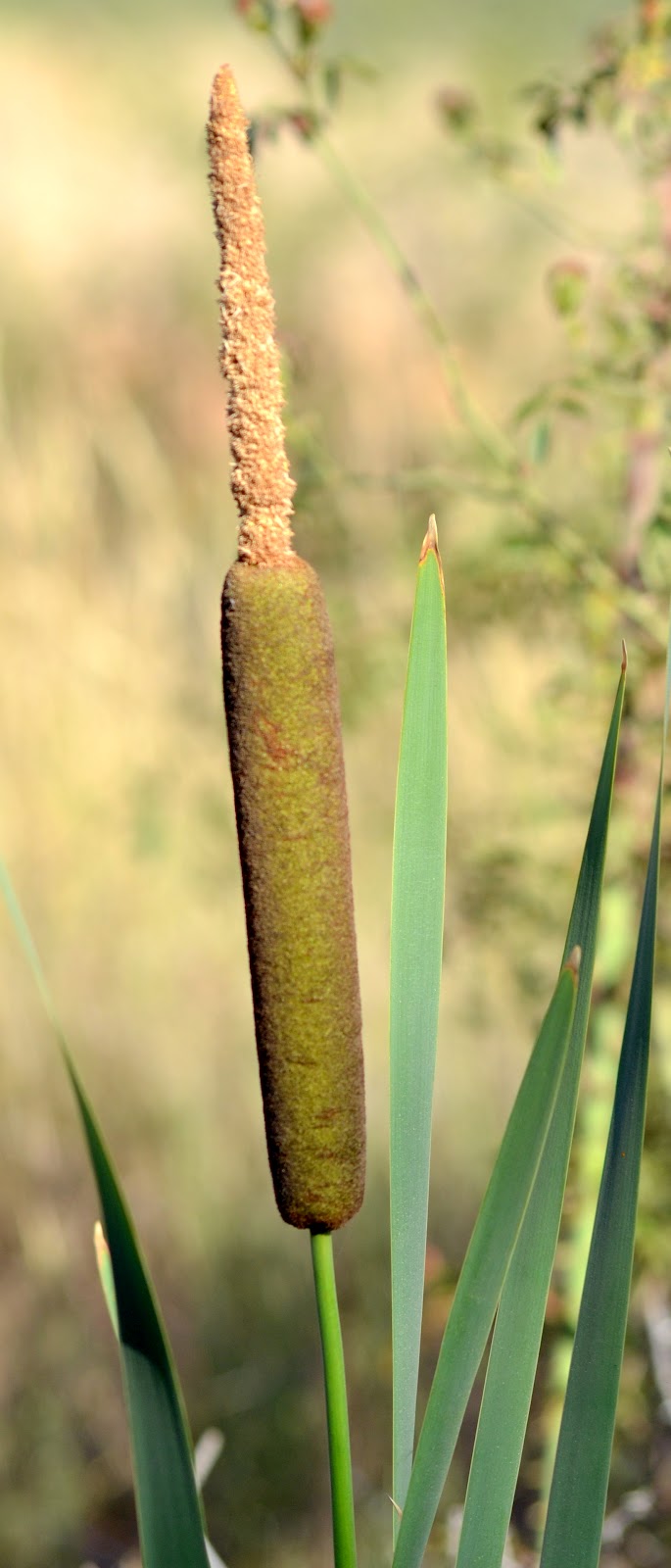EN EL MONCAYO: Bayunco(Typha latifolia)