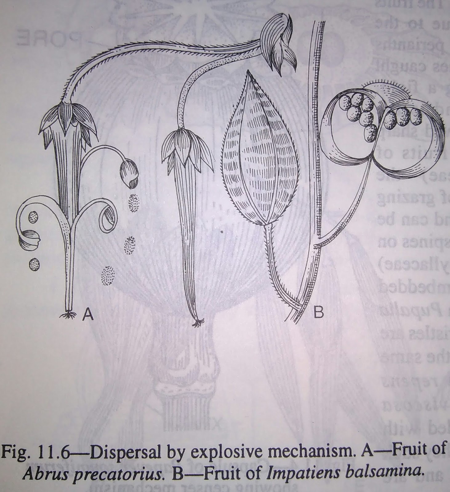 Dispersal by explosive mechanism-digieduco