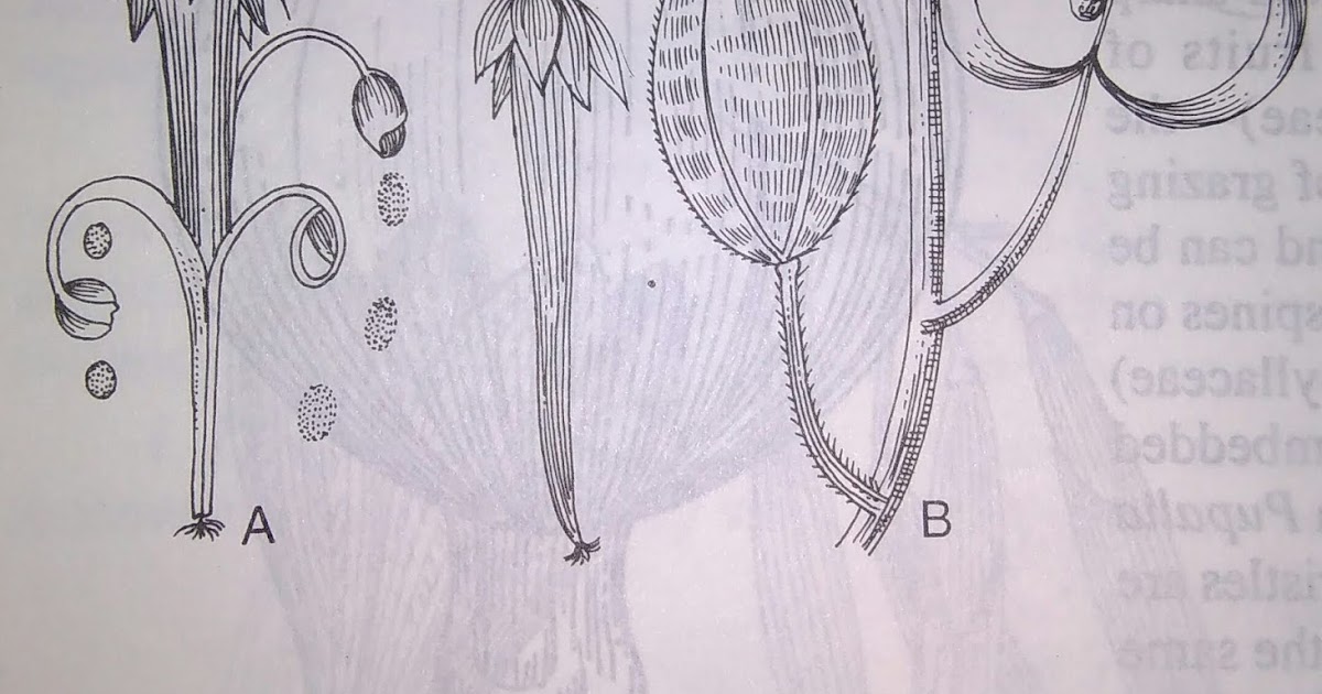 Dispersal by explosive mechanism-digieduco