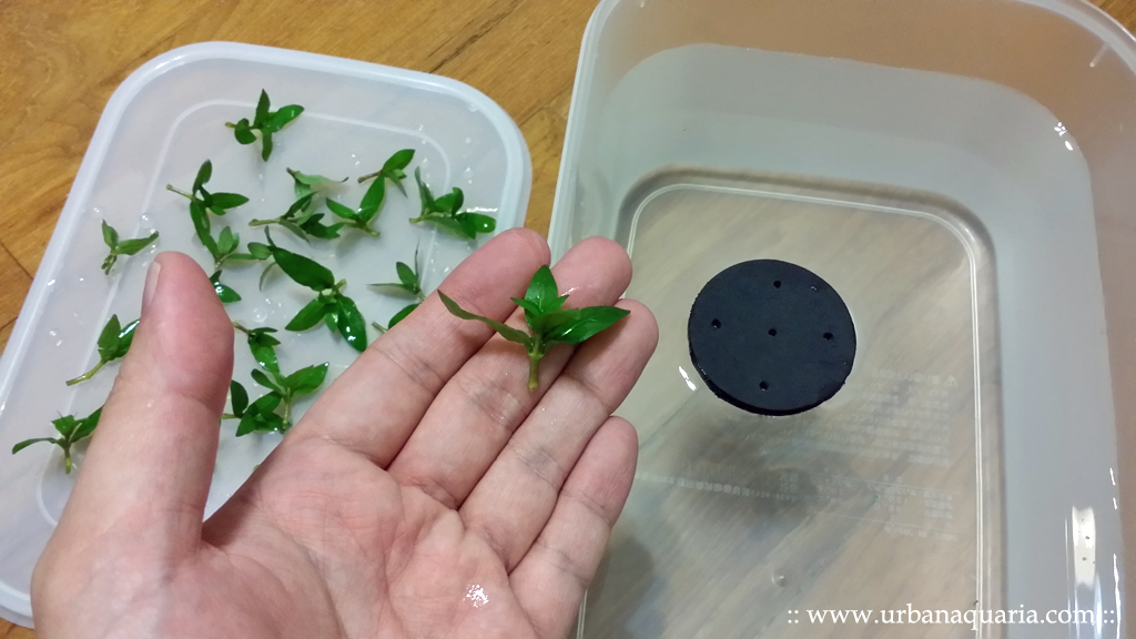 Urban Aquaria: Aquarium Floating Island Planter