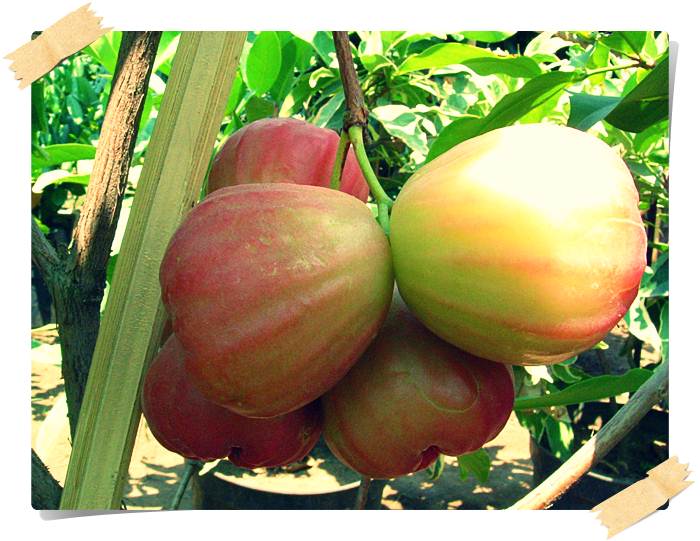 Mengurai Jenis Jambu Air