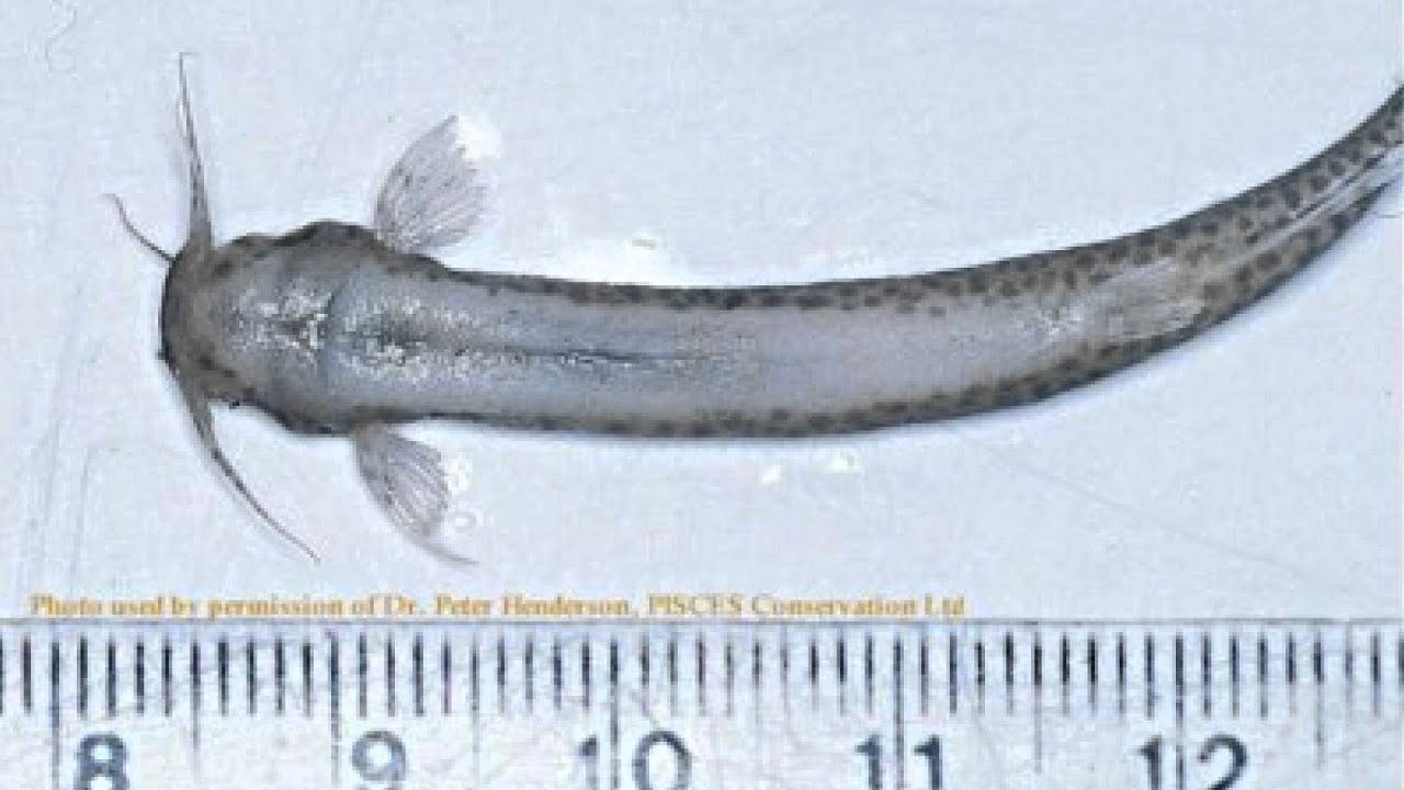 У тёти Сони: Кандиру, или обычная ванделлия (Vandellia cirrhosa ...