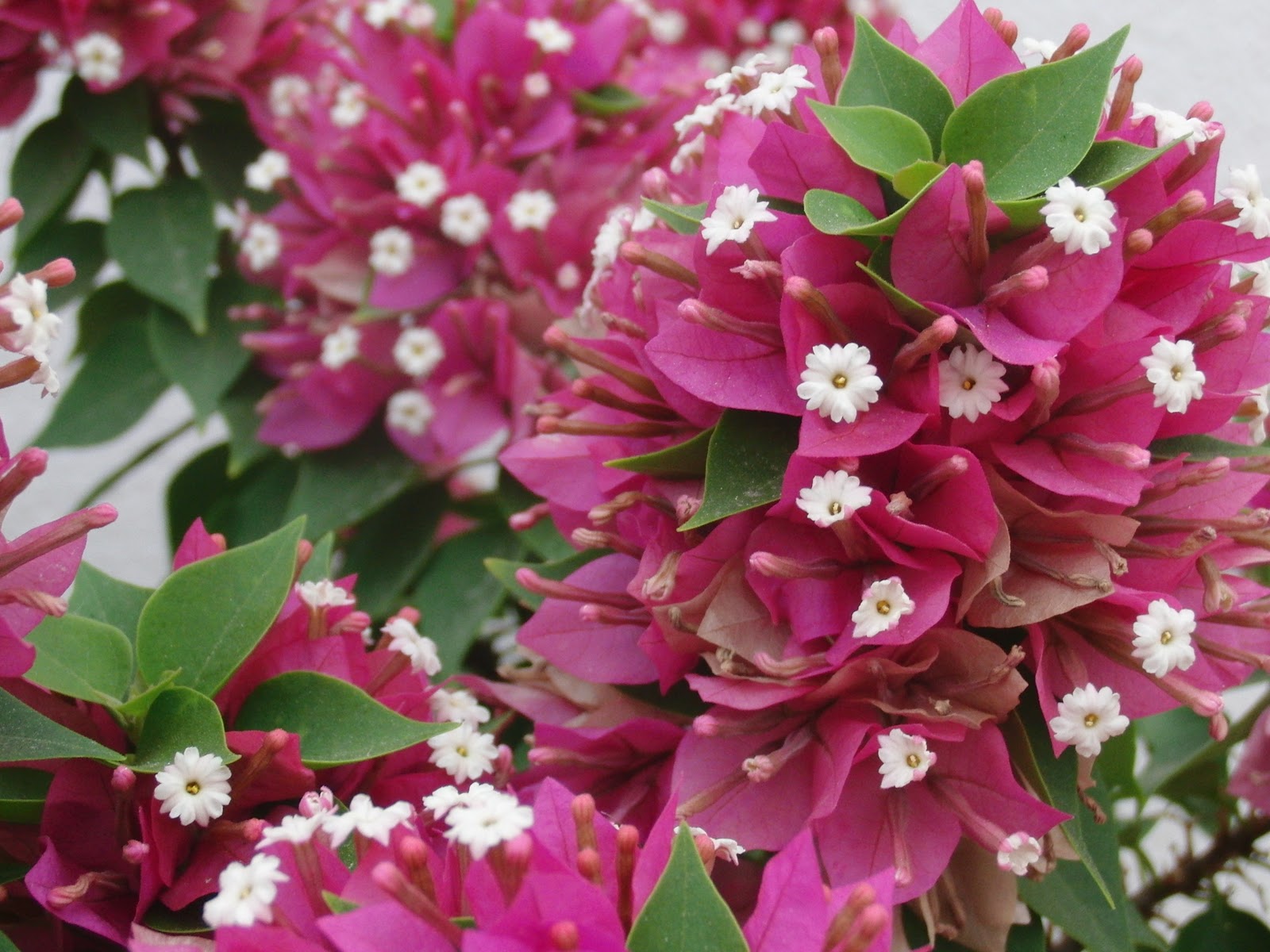 Jardin del Bonsai: Bugambilia