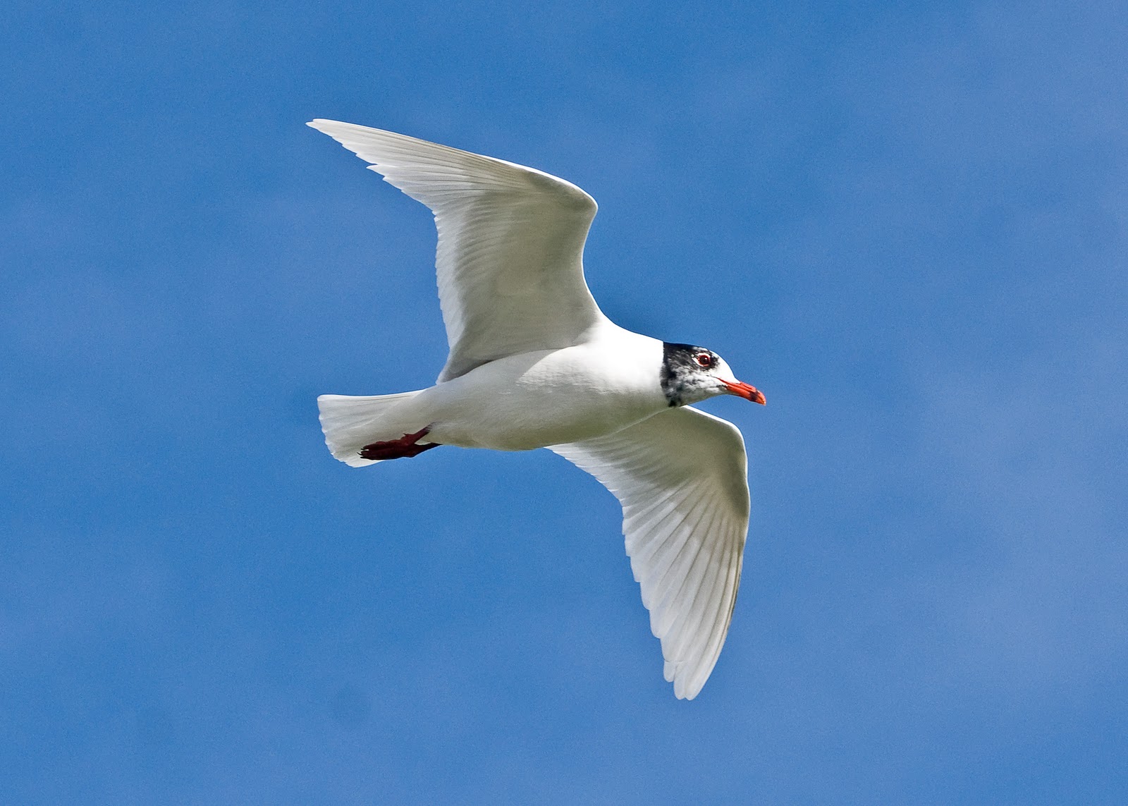Greater Kent Birder: Park Wood and Folkestone Harbour