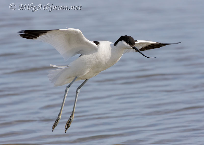 Avocet | Animal Wildlife