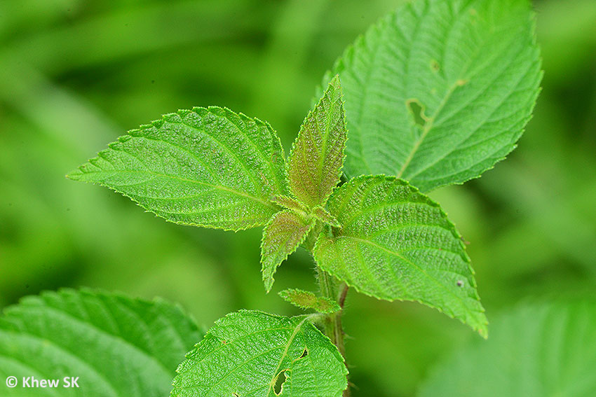 Butterflies of Singapore: Favourite Nectaring Plants #3