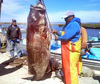 ENORME PEZ MERO EN BAJA CALIFORNIA SUR