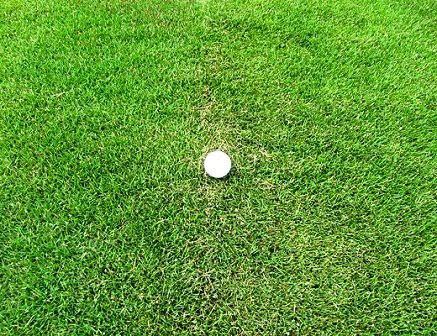 Rumput golf | Keunggulan rumput lapangan golf | Jual rumput golf ...