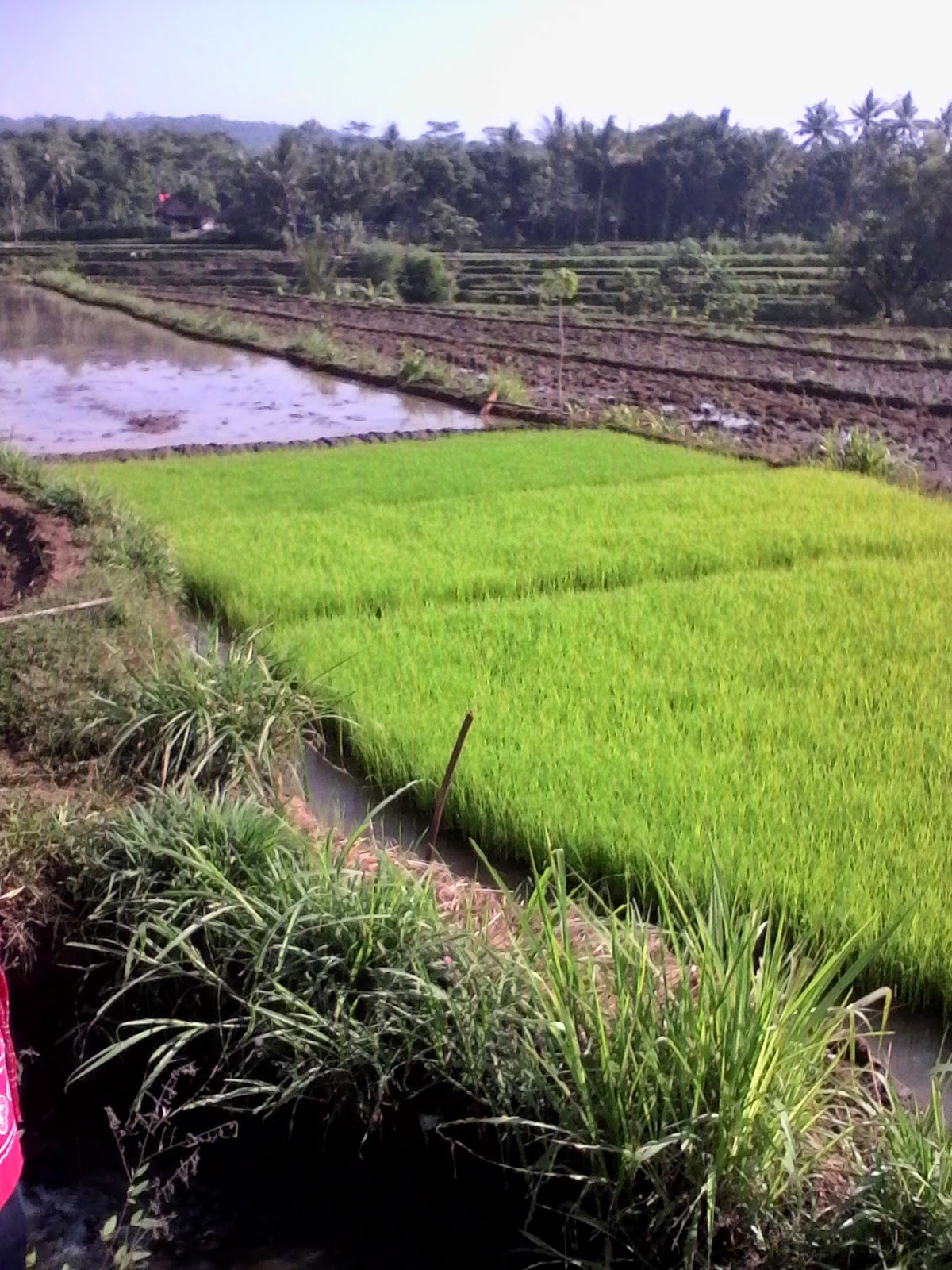 CARA MELAKUKAN PERSEMAIAN TANAMAN PADI - pemuda tani