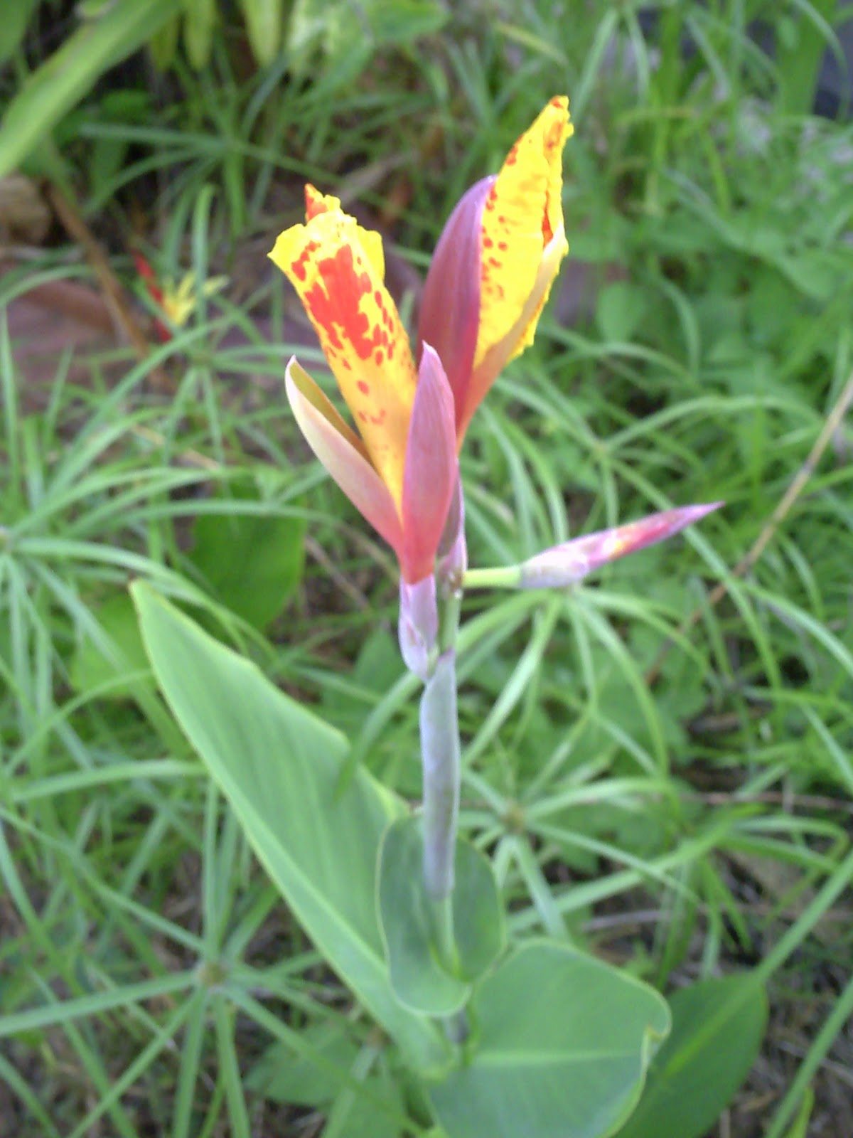 Bunga Canna (Kuning dan Oren)