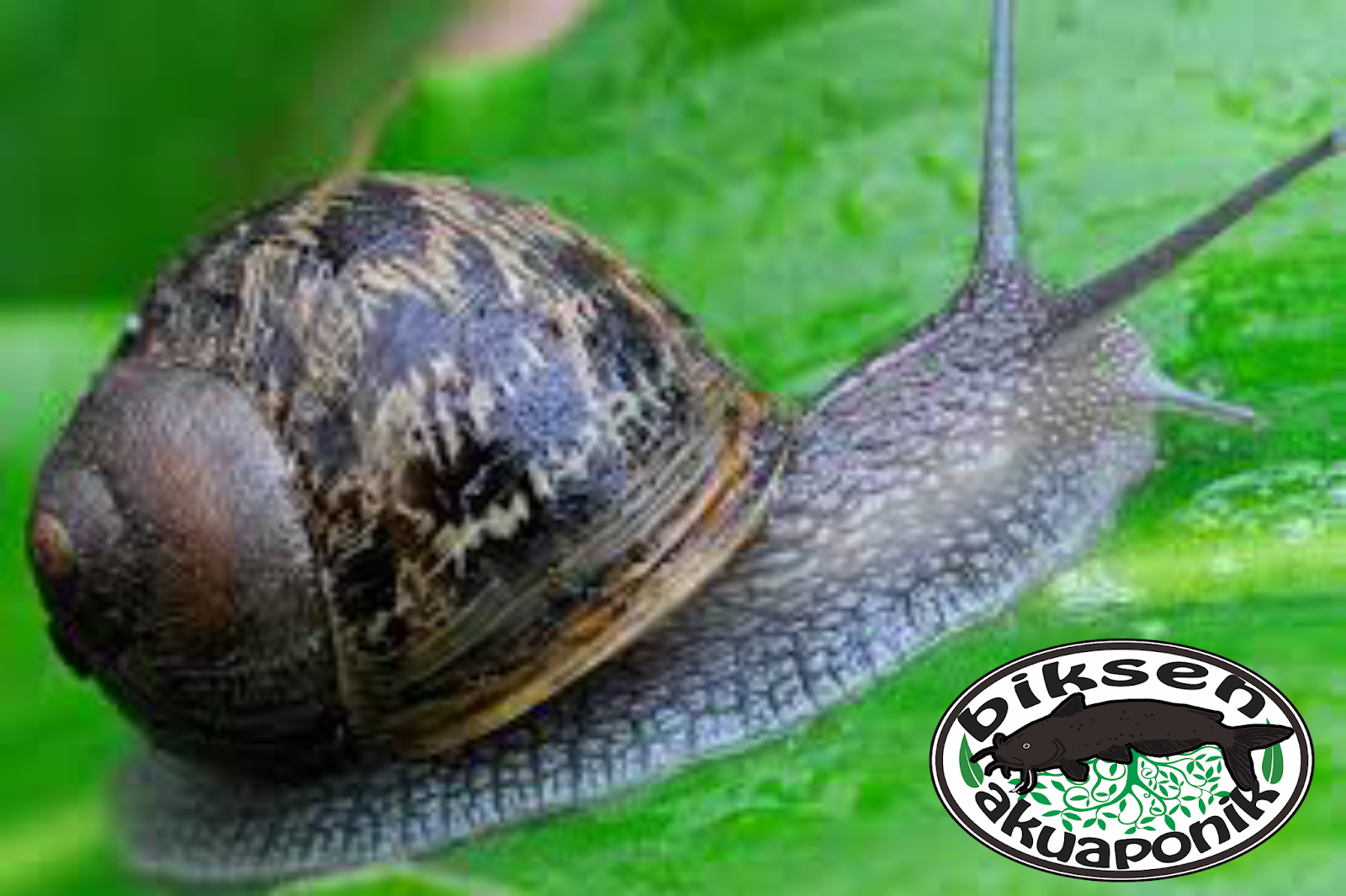 biksen akuaponik: Cara Budidaya Bekicot ( Achanita spp. )
