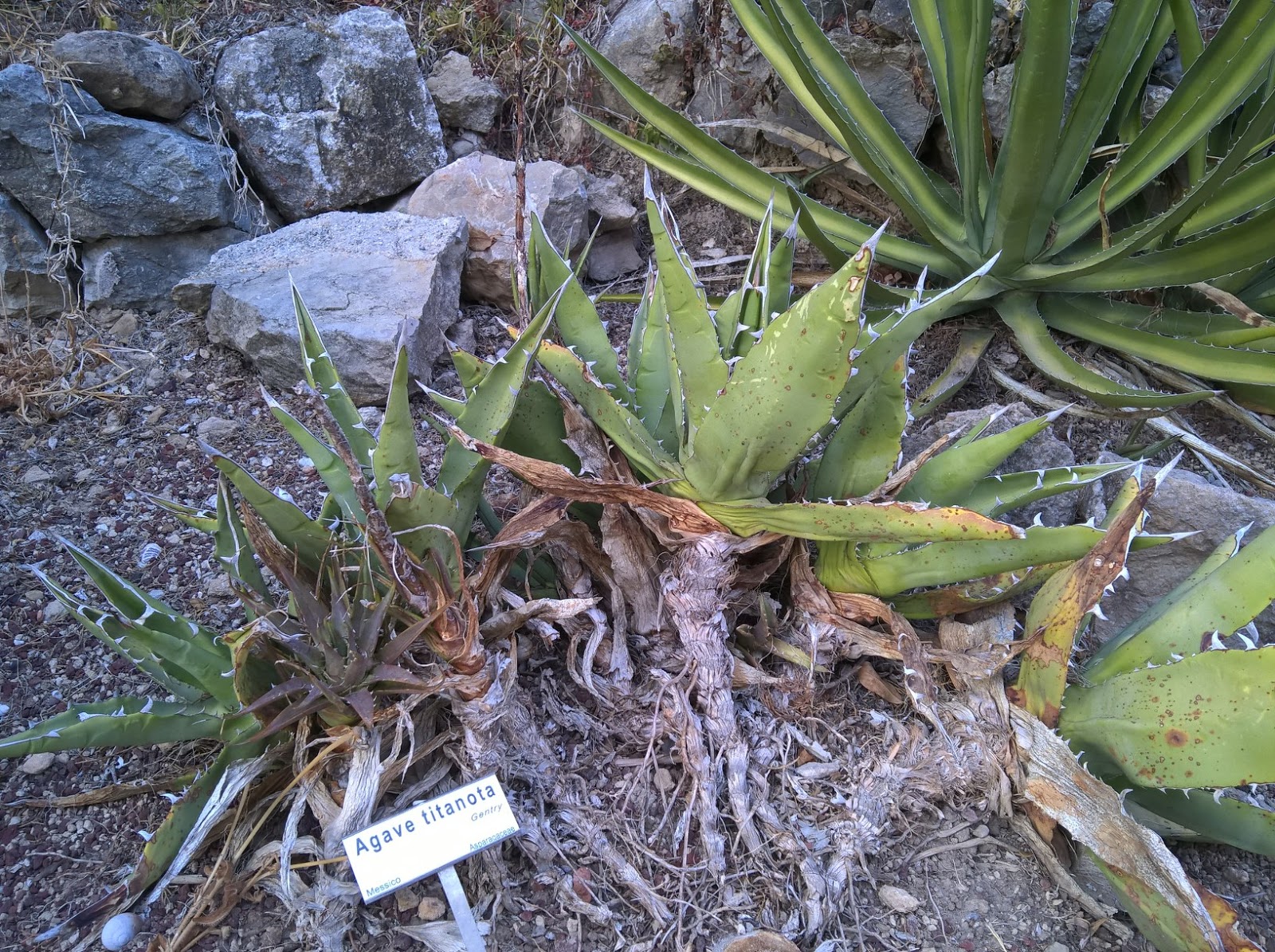 Agave : Come Riconoscere le Diverse Specie - Con Foto e Descrizione ...