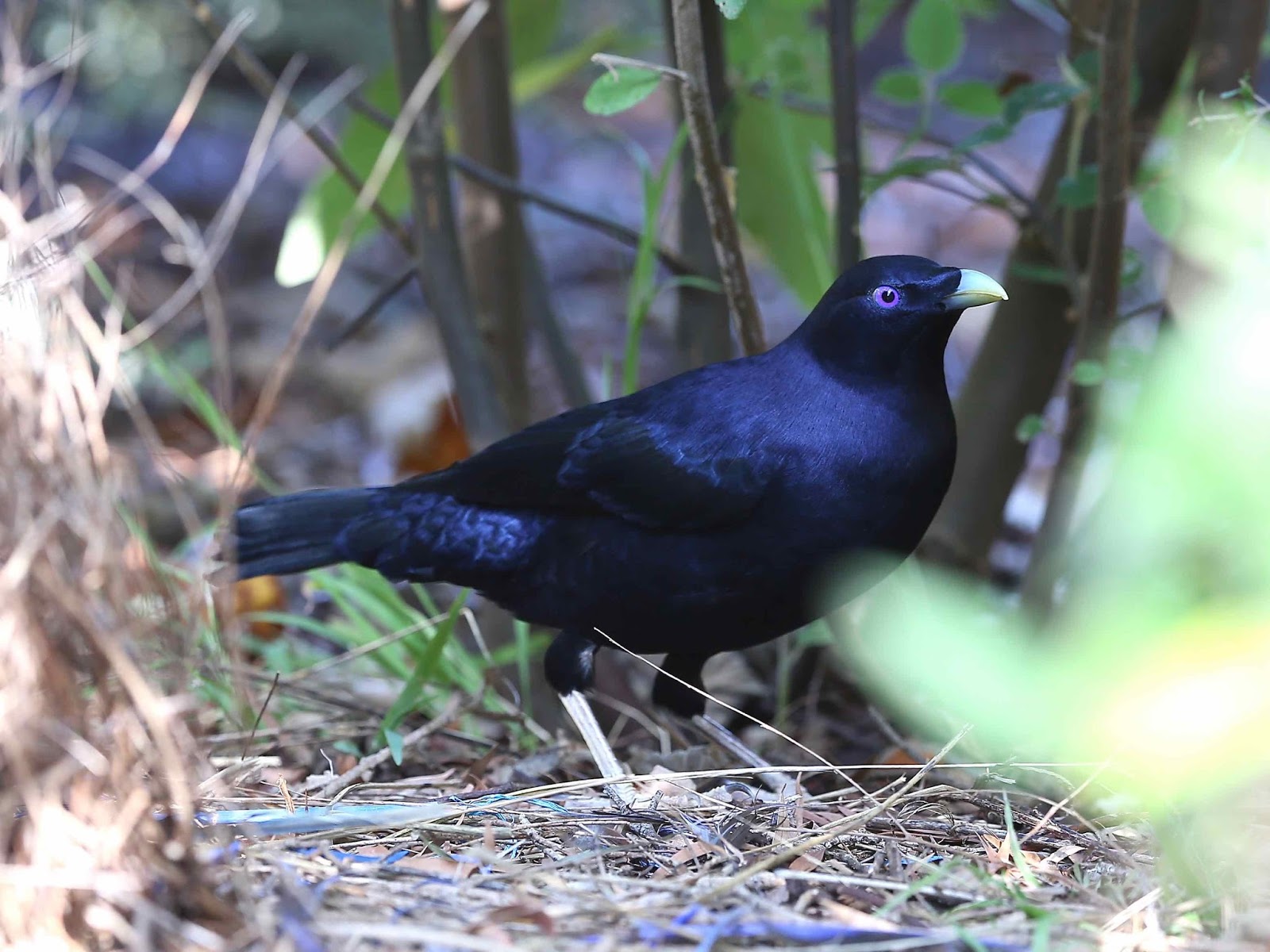 Avithera: Satin Bowerbirds