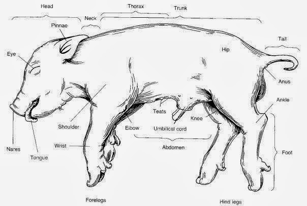 Hendro Salea N'do: SISTEM PENCERNAAN RUMINANSIA, PERBEDAAN INGESTI DAN ...