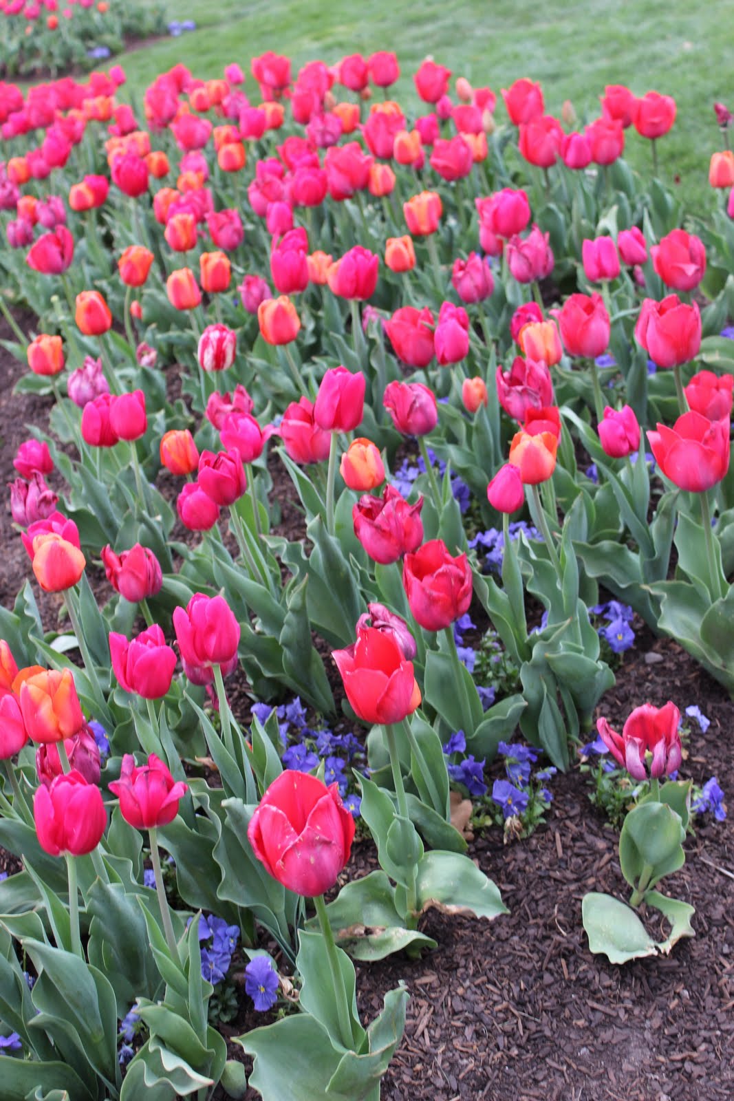 Here and There: Nothing Says Spring Like a Tulip Festival!
