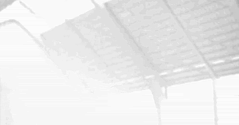 EL ANIMAL INVISIBLE: Remedando el olvido de los elefantes de Daniel ...