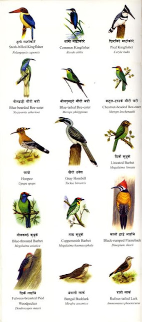 Professional freelancer trekking/tour/birding guide in Pokhara, Nepal ...