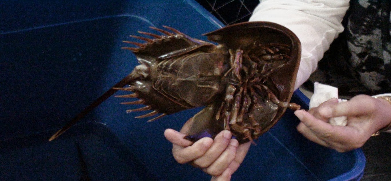 Creating Wonder - the Petrosains Blog: Belangkas or Horseshoe Crab ...