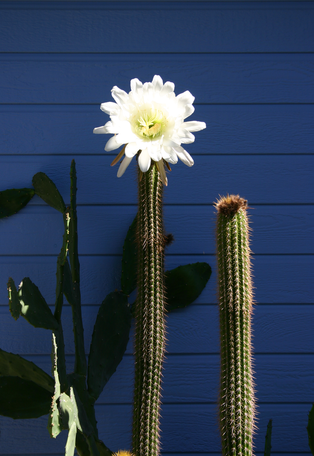 Wildomar Rap: • Golden Torch Cactus