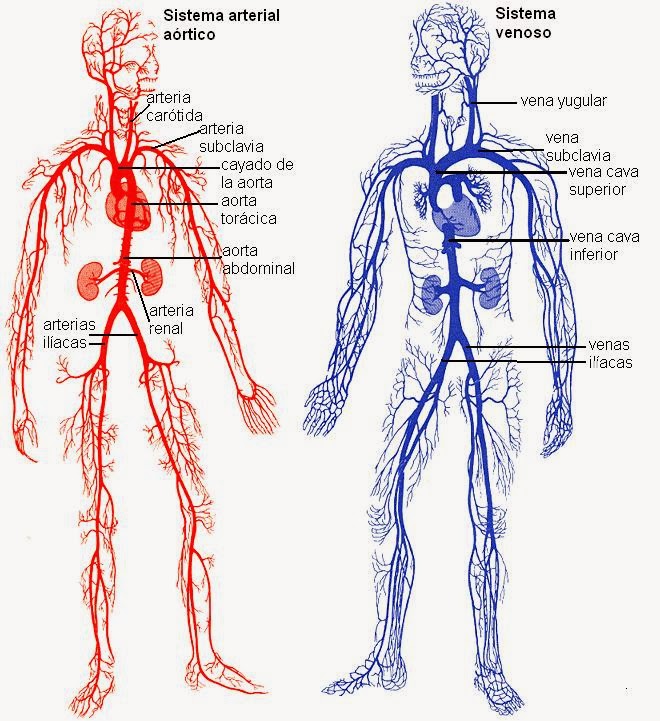CIENCIAS BIOLOGIA Y QUIMICA LO MEJOR: ¿QUE ES EL SISTEMA O APARATO ...