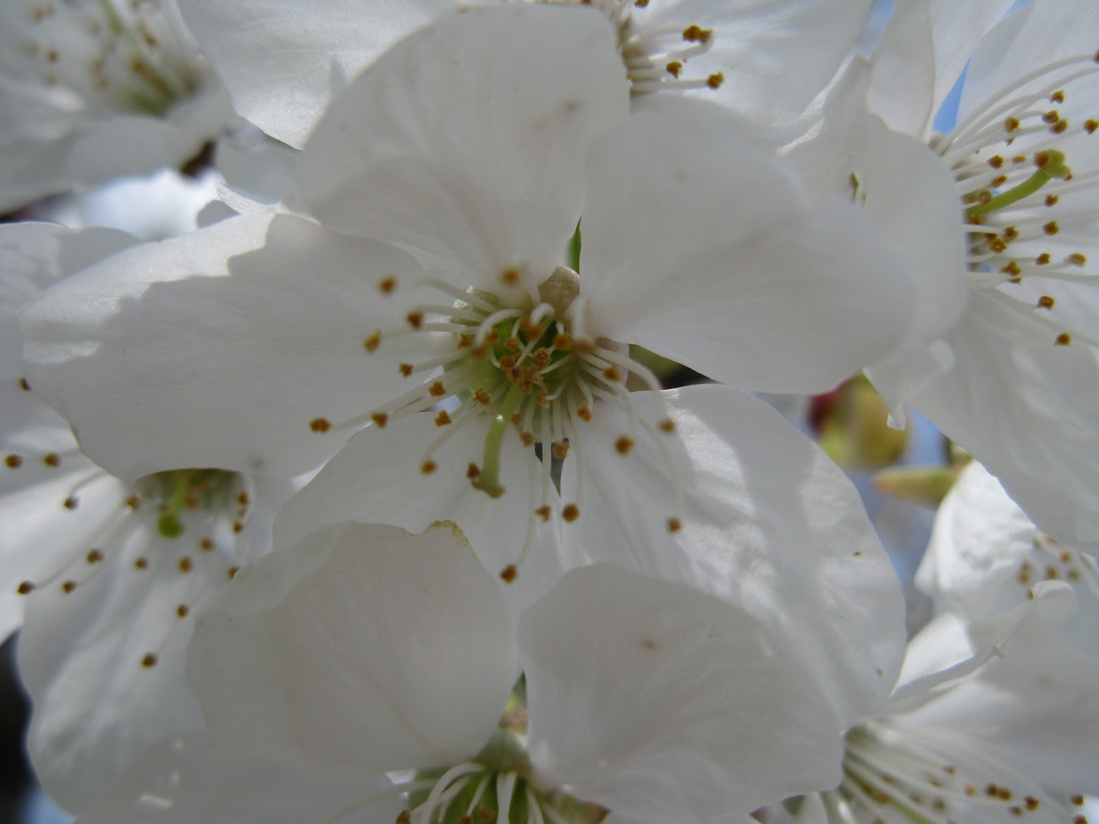 Plants Blog term 3: Prunus avium - Wild Cherry