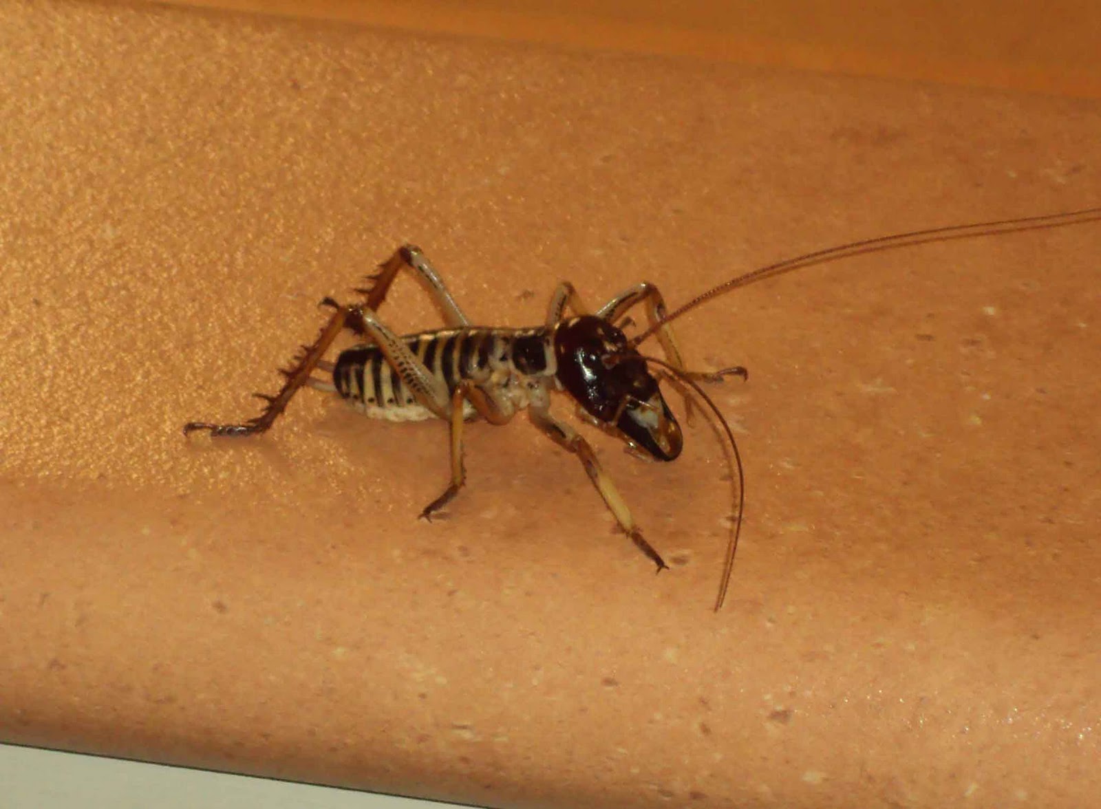 McVey Kiwi News: 'Wētā punga' - Weta - Rhaphidophoridae