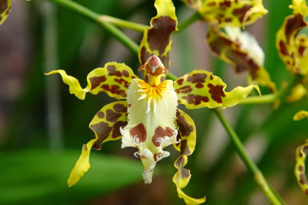 Orchids of Ecuador