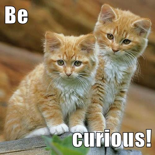 Growth Mindset & Feedback Cats: Be curious!