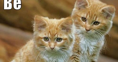 Growth Mindset & Feedback Cats: Be curious!