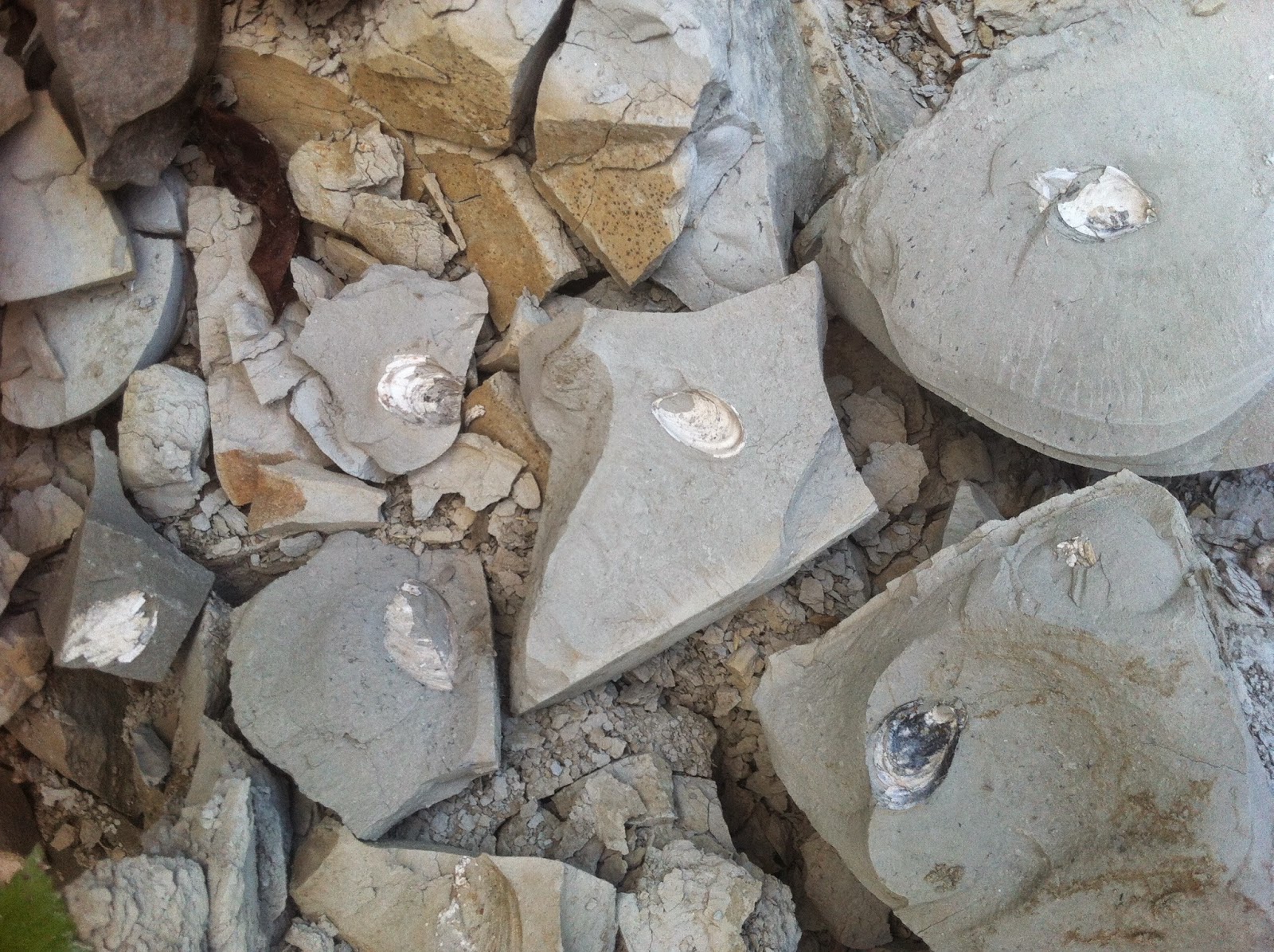 Lucrurile nu sunt niciodata ceea ce par a fi!: Scoici fosilizate in ...