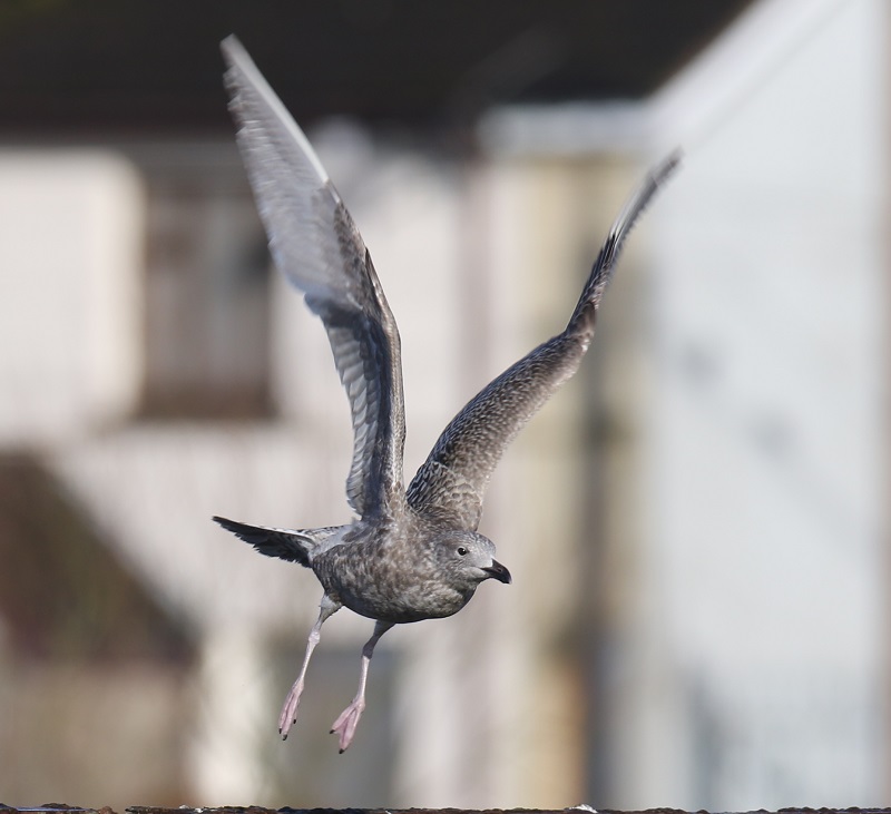 Murfs Wildlife : Northern Gull in Limerick