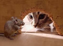 Lahirnya Babi, Kucing dan Tikus - Belajar Mengajar