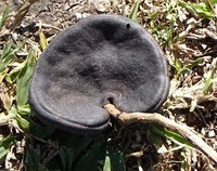 Cuentos cortos infantiles: La leyenda del Timbó