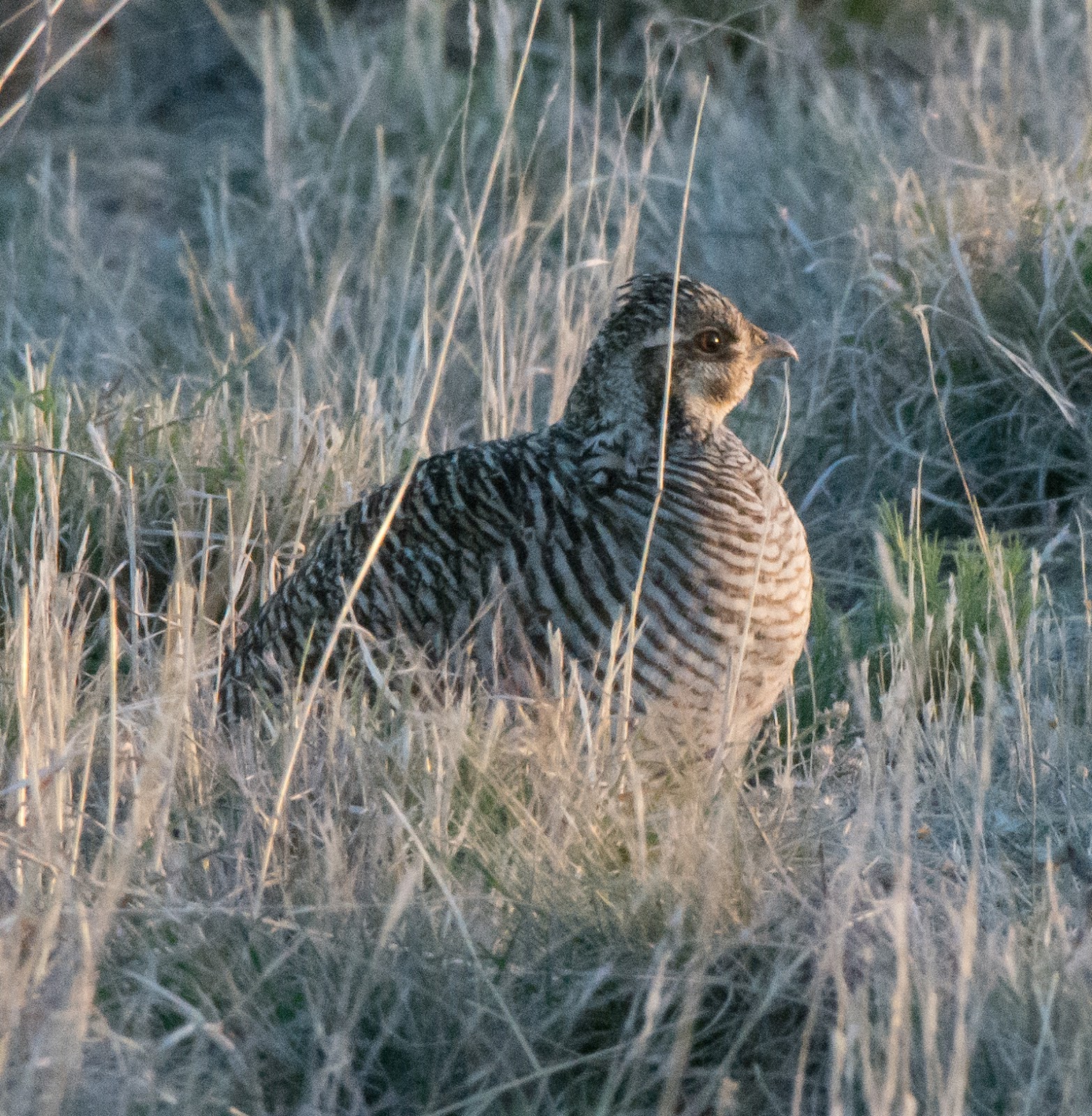 Gordon's Birding Adventures: Lesser Prairie-Chicken - An Endangered Species