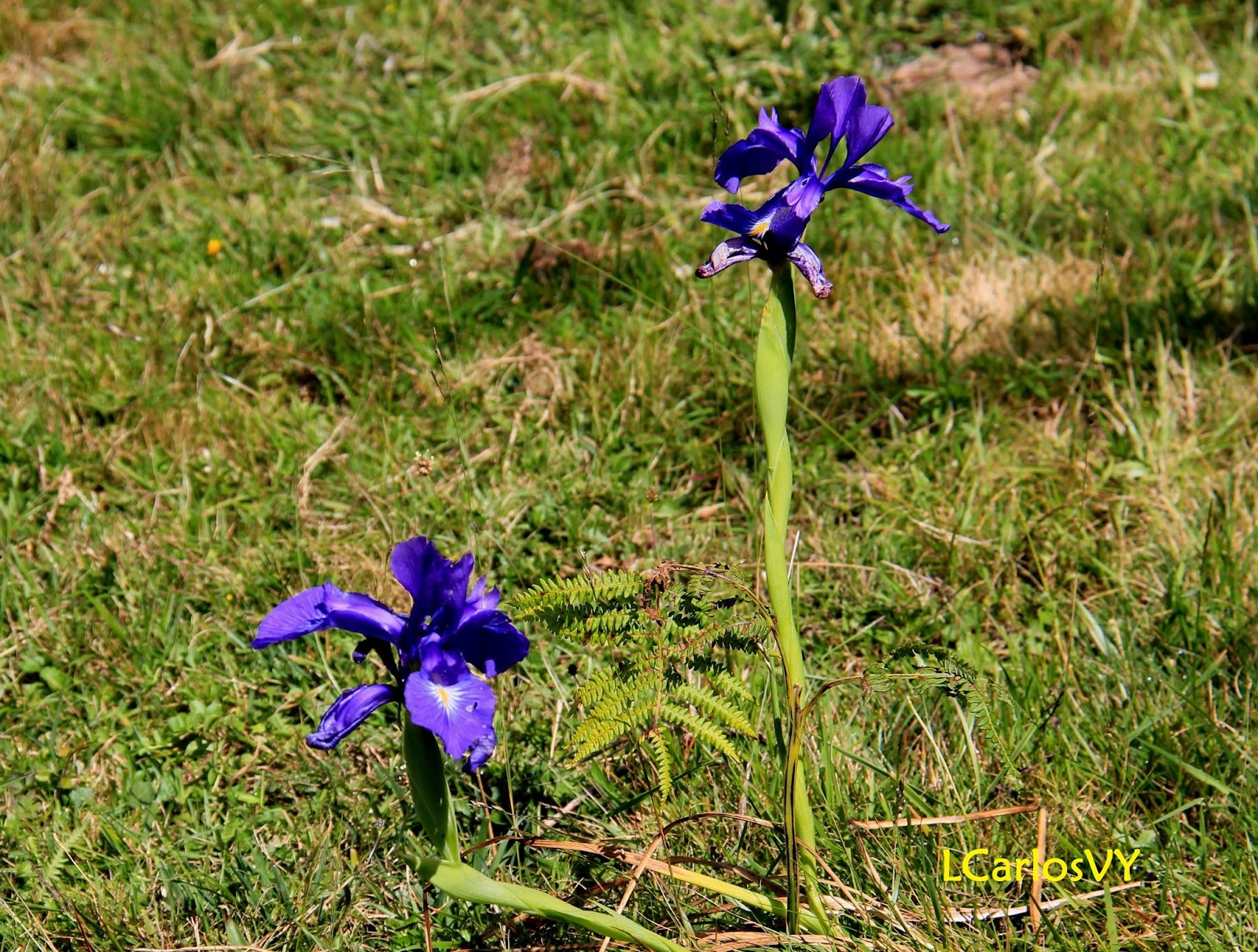 Plantas silvestres de Asturias: Lirio azul – Iris latifolia