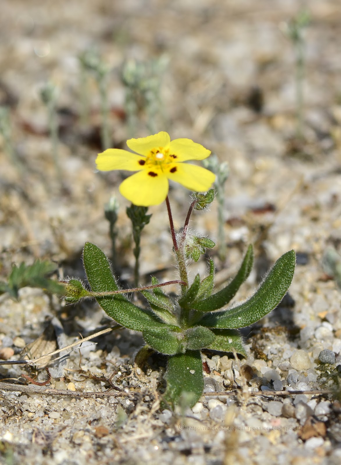 Macrophoto plaisir passion: Hélianthème taché, Tuberaria guttata