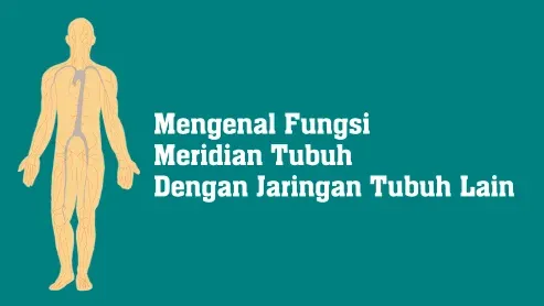 Mengenal Fungsi Meridian Tubuh Dengan Jaringan Tubuh Lain - Terapi Jarum