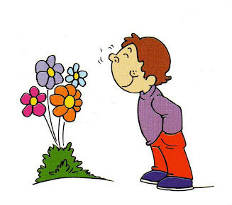 Quieres Saber Sobre Tus Sentidos!!!: Los 5 Sentidos