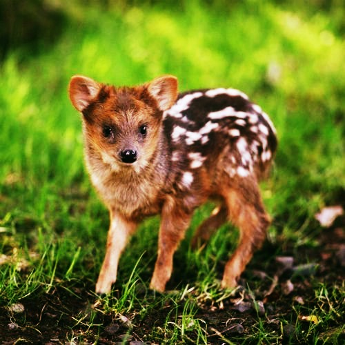 Cutest animals in the world: Pudu deer