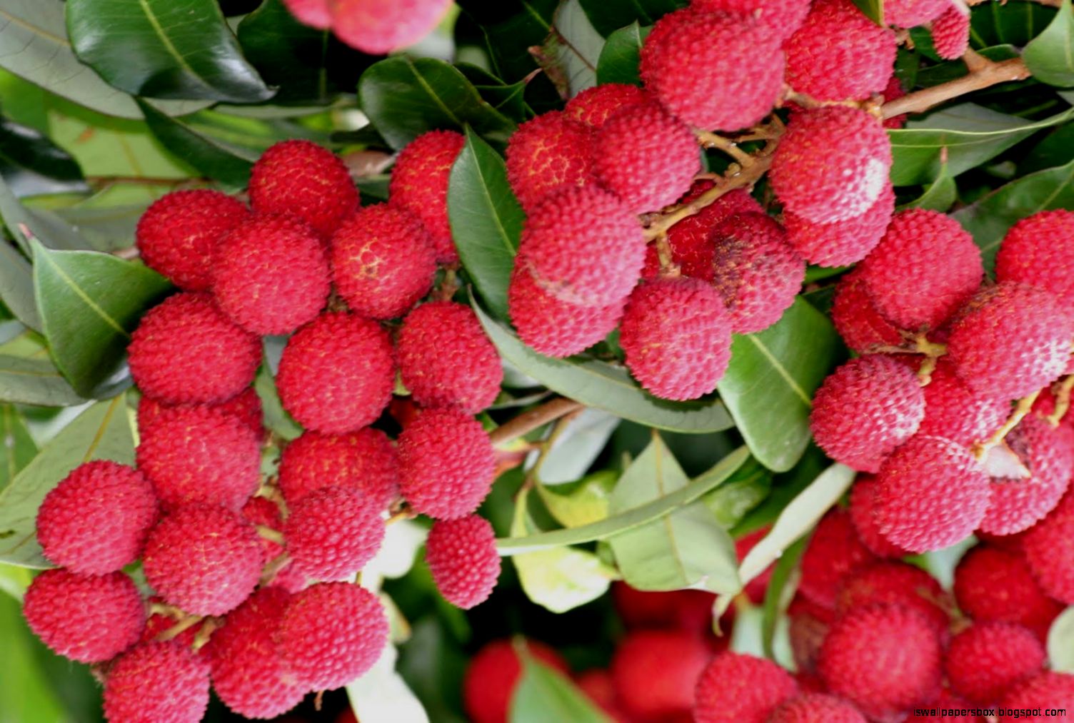 Lychee Fruit Hd Wallpapers | Wallpapers Box