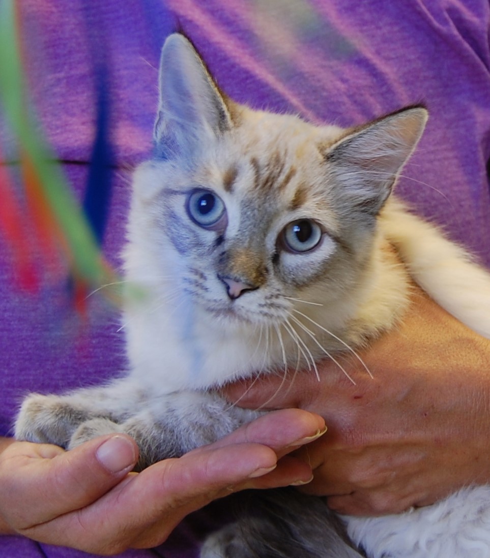 Sara is 1 of 50 rescued kittens ready for adoption!