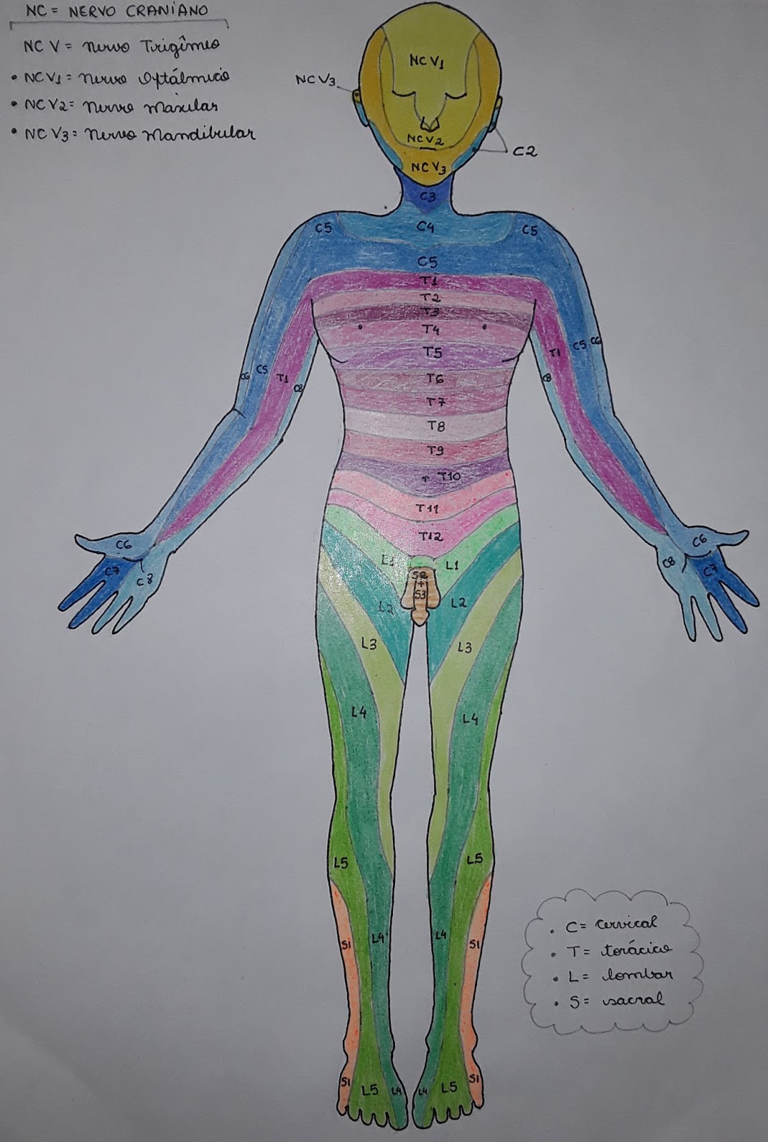 Dermátomos Dos Membros Inferiores