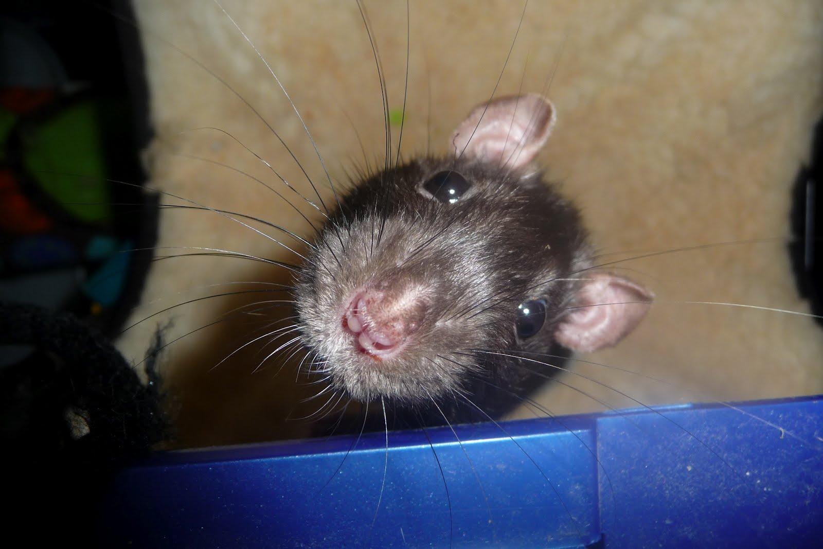 Archimedes and Scabbers