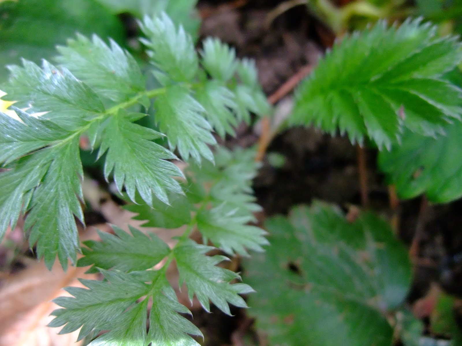 HERBAL PICNIC: SILVERWEED