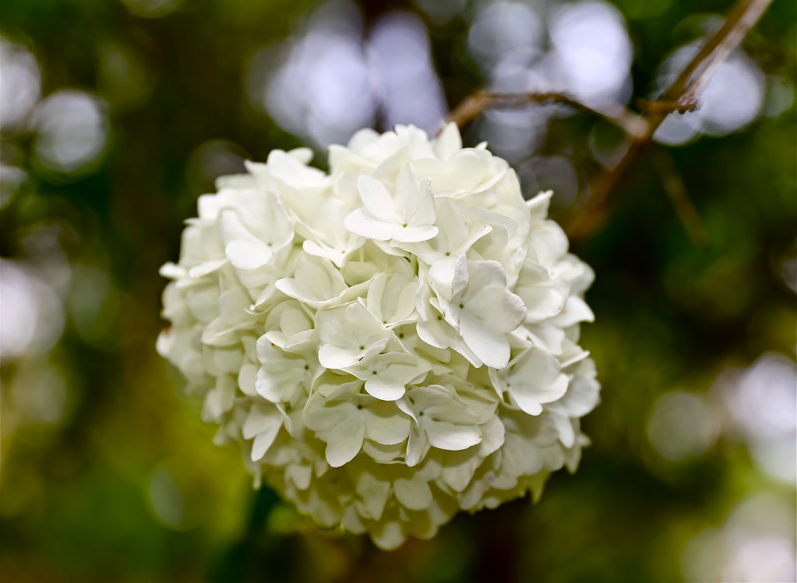 Sweet Southern Days: The Snowballs and Cherokee Roses are Blooming