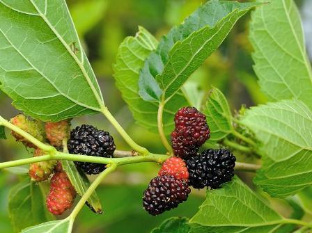 20 Khasiat Daun Murbei Untuk Kesehatan Dan Kecantikan | Khasiat