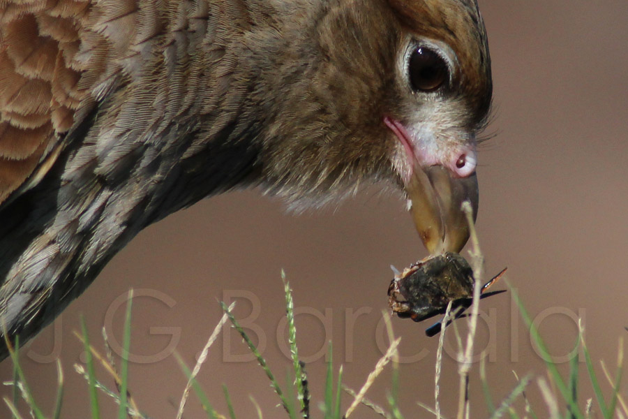 JORGE BARCALA CAMPO: Chimango, Milvago chimango